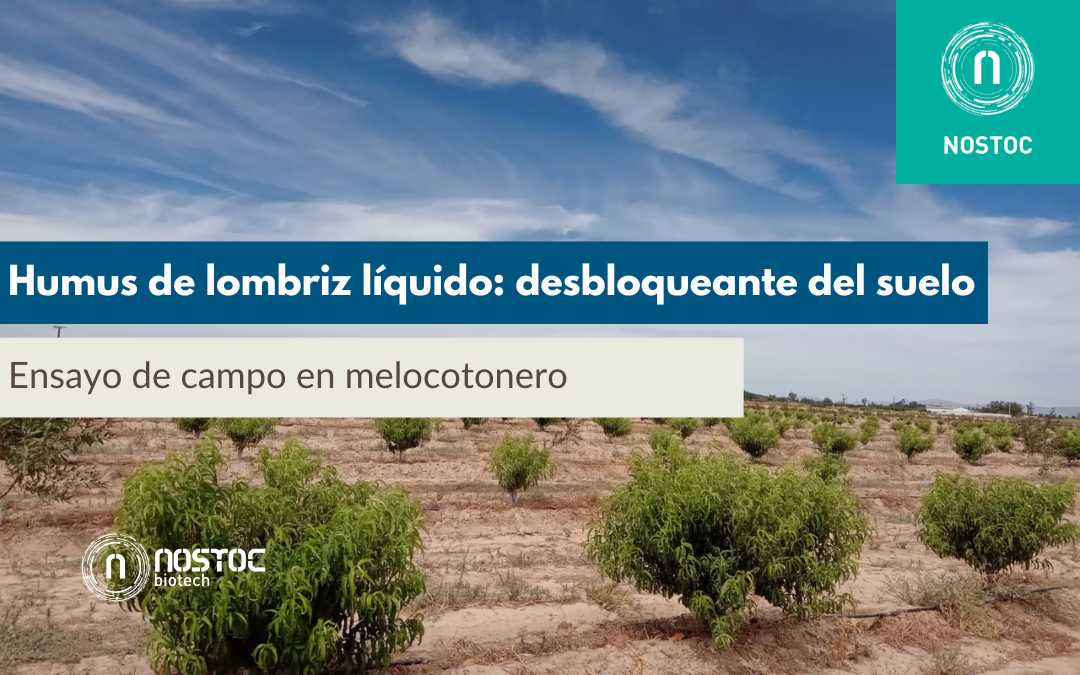 Humus de lombriz líquido: desbloqueante del suelo