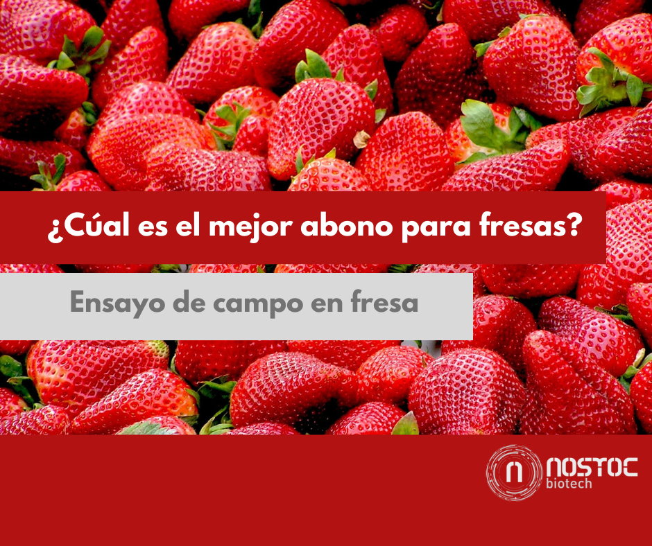 Fertilizante Orgánico Para El Cultivo De Fresa