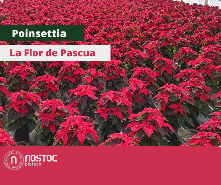 Poinsettias: Flor de Pascua